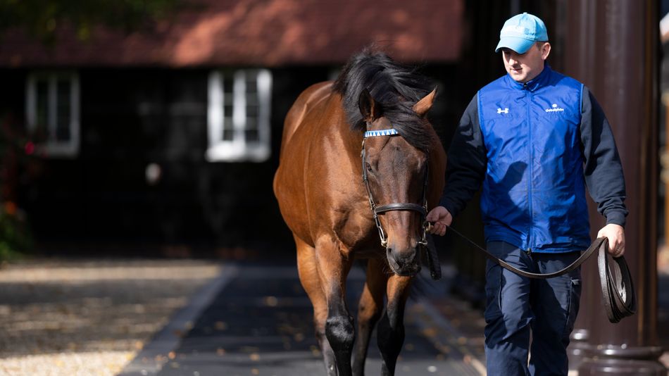 Dubawi stands strong at £350,000 in updated Darley fees for 2024 ...