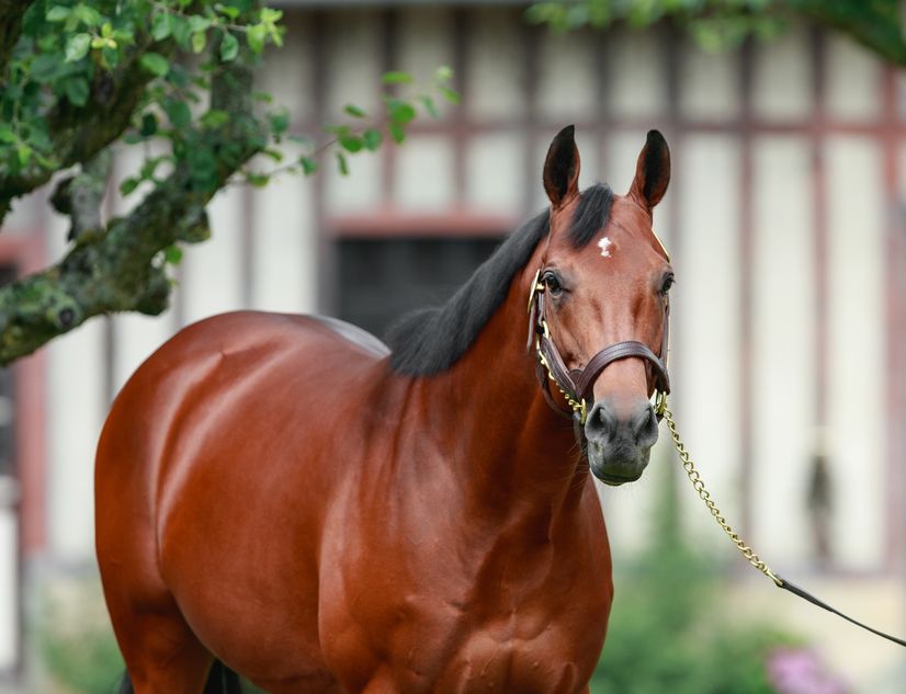 Shares in Ace Impact and Wooded feature in first Aktem catalogue ...
