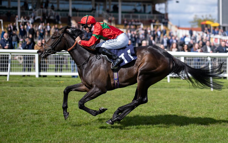 'They could be anything' - owner dreaming big as Classic contenders ...