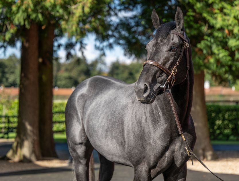 First mares in foal for Cheveley Park Stud's dual Group 1 winner ...