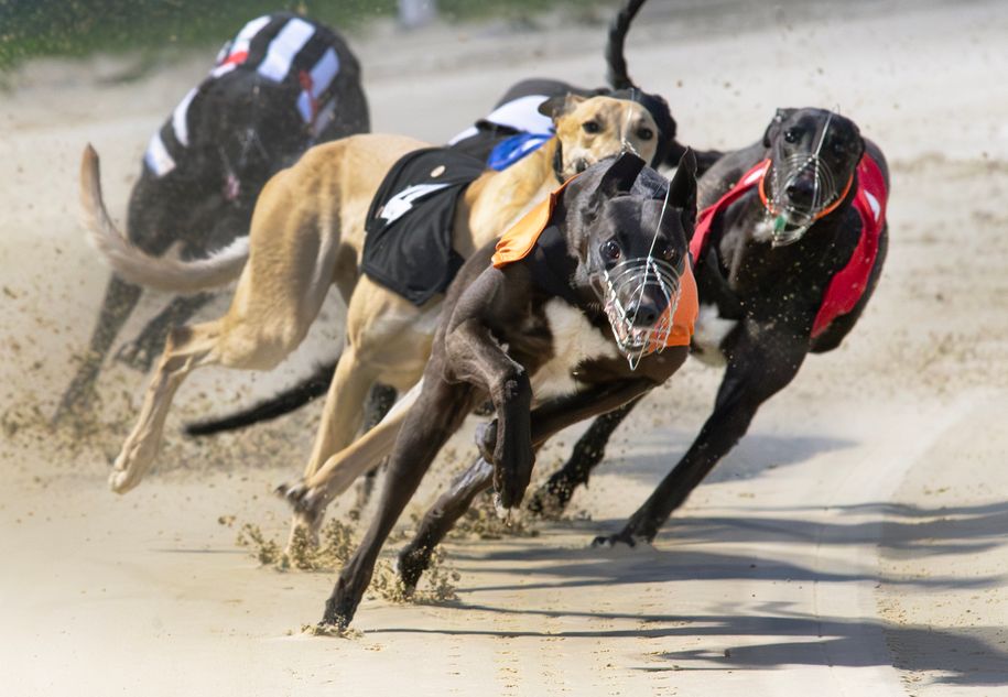 Dowling triple-handed as brilliant Deniro delivers a Towcester ...