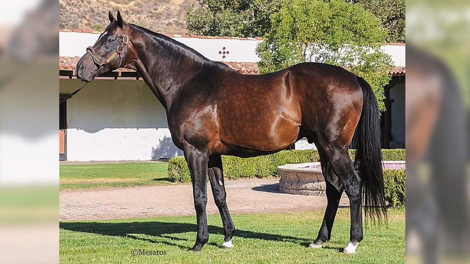 'I'm heartbroken, he was a very special horse' - death of leading ...