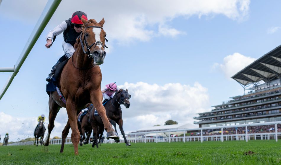 'He's a very special horse and something we've never seen before. He's ...