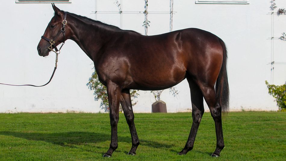 New Arqana buyer Clay Scherer on the mark with Wootton Bassett relation ...