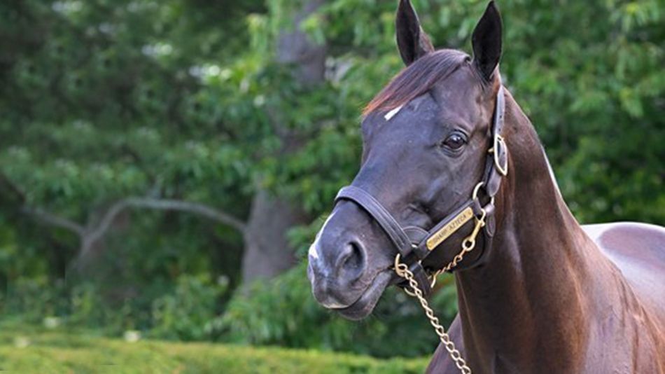 Sharp Azteca to stand at Shizunai in Japan | Racing Post
