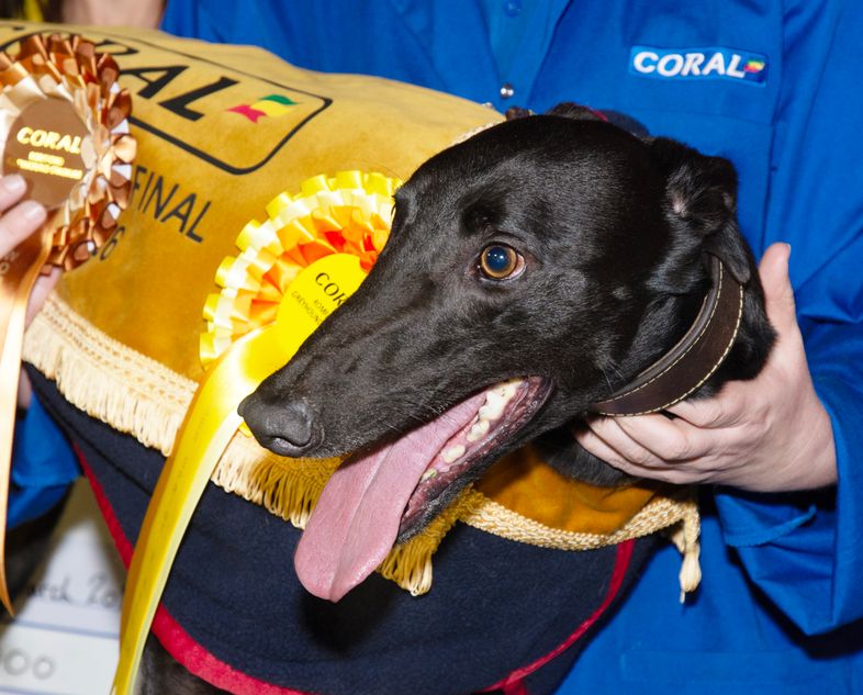 Bombay stars again for in-form Young | Racing Post
