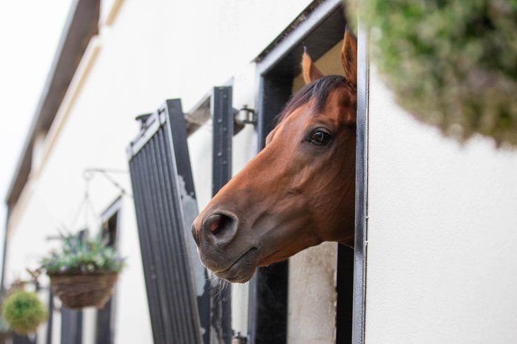 'We couldn’t be more thrilled' - first foals on the ground for Capital ...
