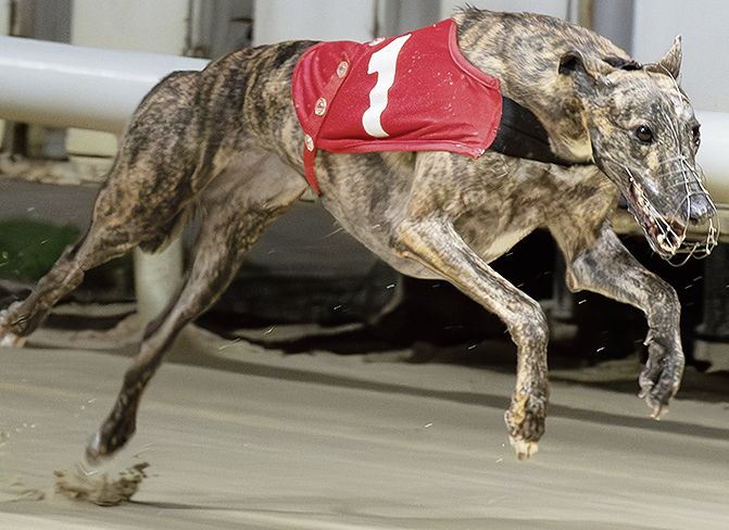 Parker ace Flare to warm up for a Cesarewitch tilt | Racing Post