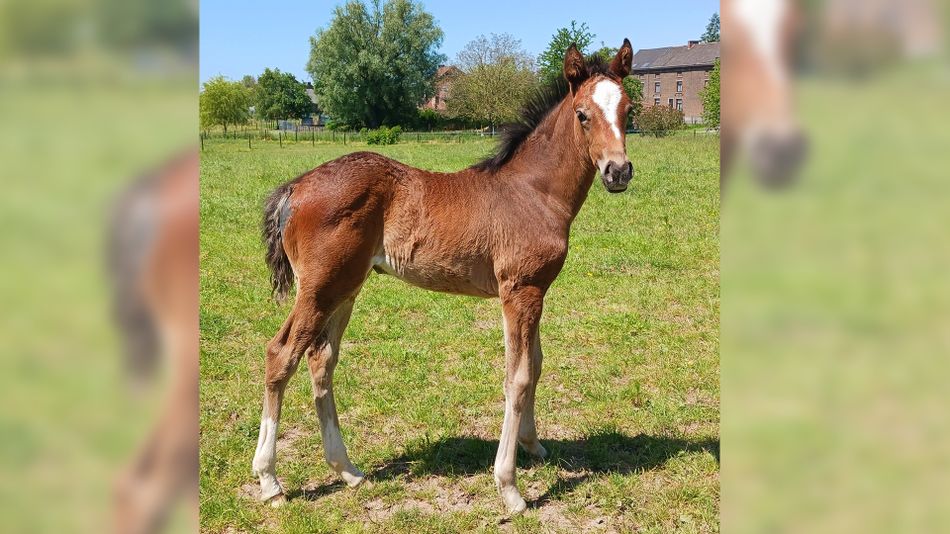 Racing Post Foal Gallery: June | Racing Post