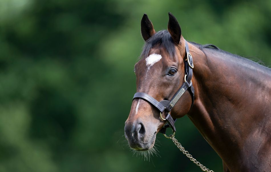 Where is Frankel now? How the unbeaten sensation is still dominating ...