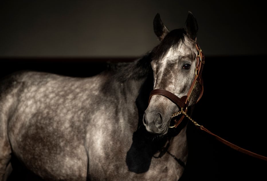 'He stamped them so much' - Epsom dreams alive for Roaring Lion as ...