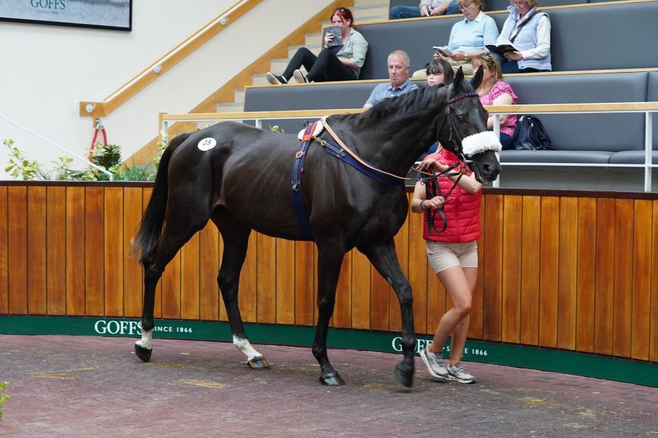 'They wanted a horse to go to the next level' - Craze cousins swoop for ...