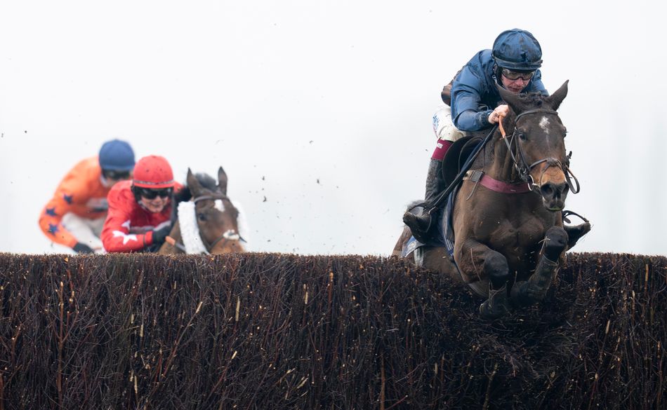 Major blow for Venetia Williams with Djelo ruled out of the Cheltenham ...