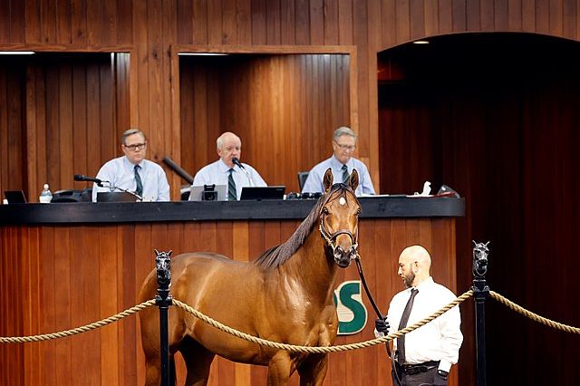 'He was a wow horse' - Gun Runner colt becomes most expensive two-year ...