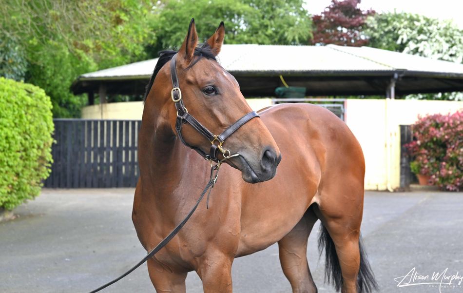 Dawn Approach's close relation Hymn Book Too tops Tattersalls Online ...