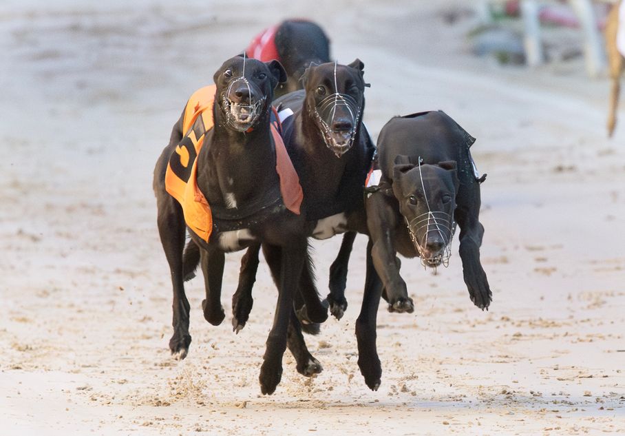 33-1 Spy strikes late to snatch Puppy Oaks crown | Racing Post
