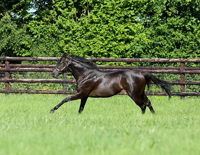 Group 1 winner Al Wukair on the move to Yeguada La Serreta in Spain ...
