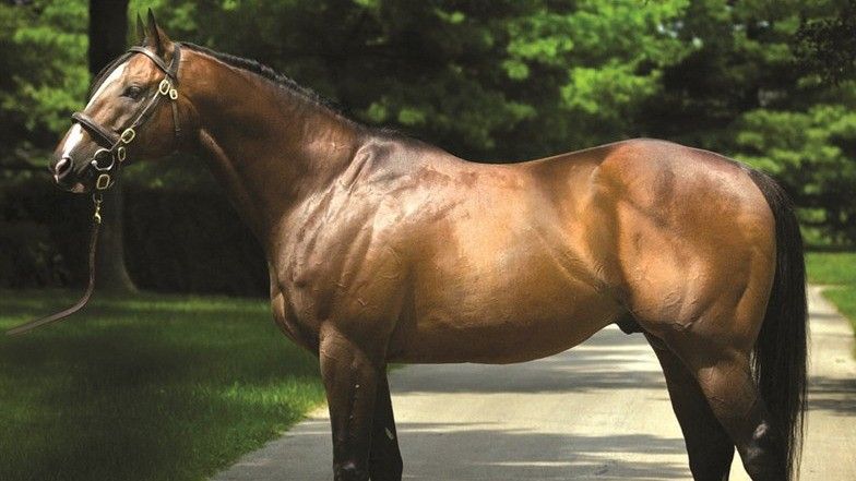 Death of retired Grade 1 stallion Stormy Atlantic aged 32 | Racing Post