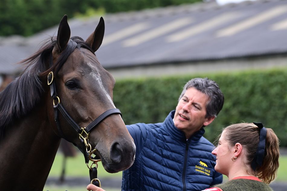 Irish sires in focus at Fairyhouse as store season comes to a close ...