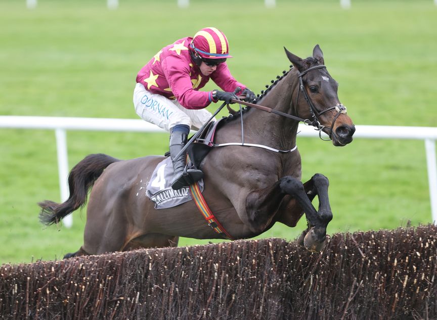 Cheltenham Festival on the agenda for Koktail Divin after following in ...