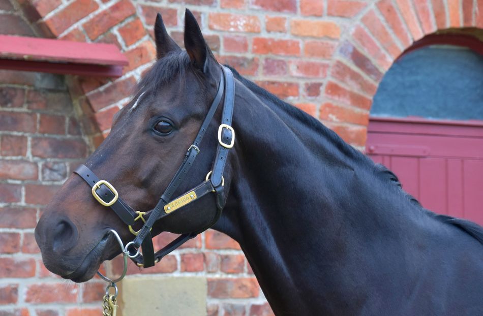 'It has been a dream of ours for many years' - Yorton Farm's Arrigo to ...