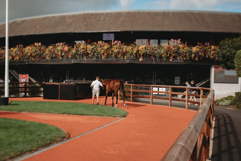 Picture gallery: Day two of the Arqana August Yearling Sale | Racing Post