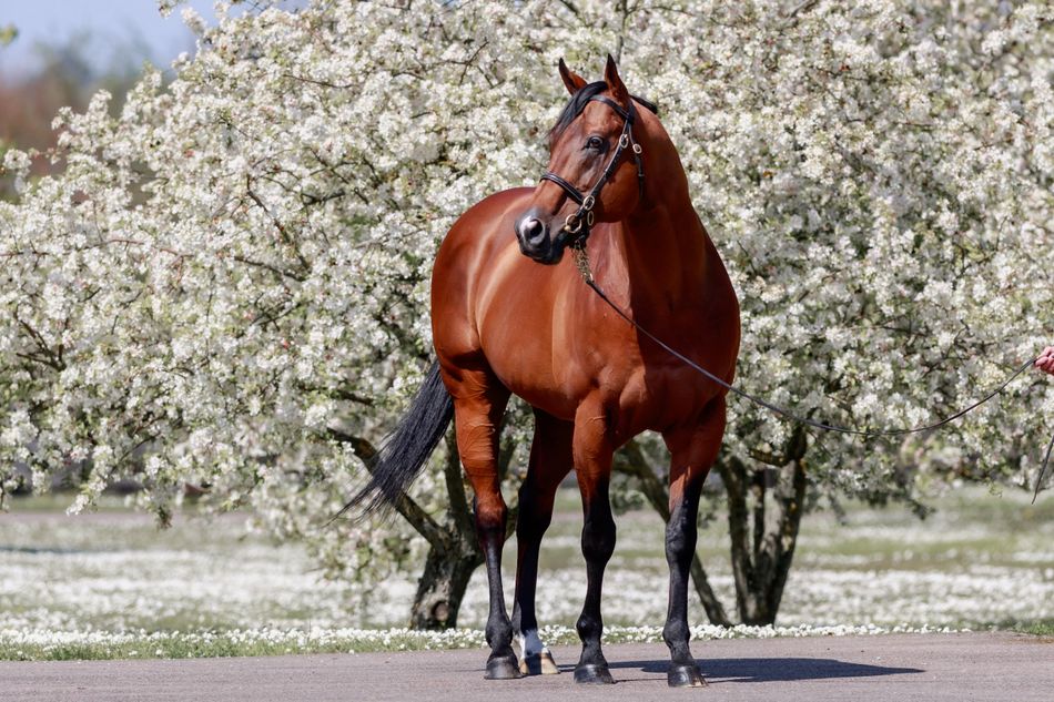 Inside the court of King Siyouni: what lies ahead for the stallion who ...