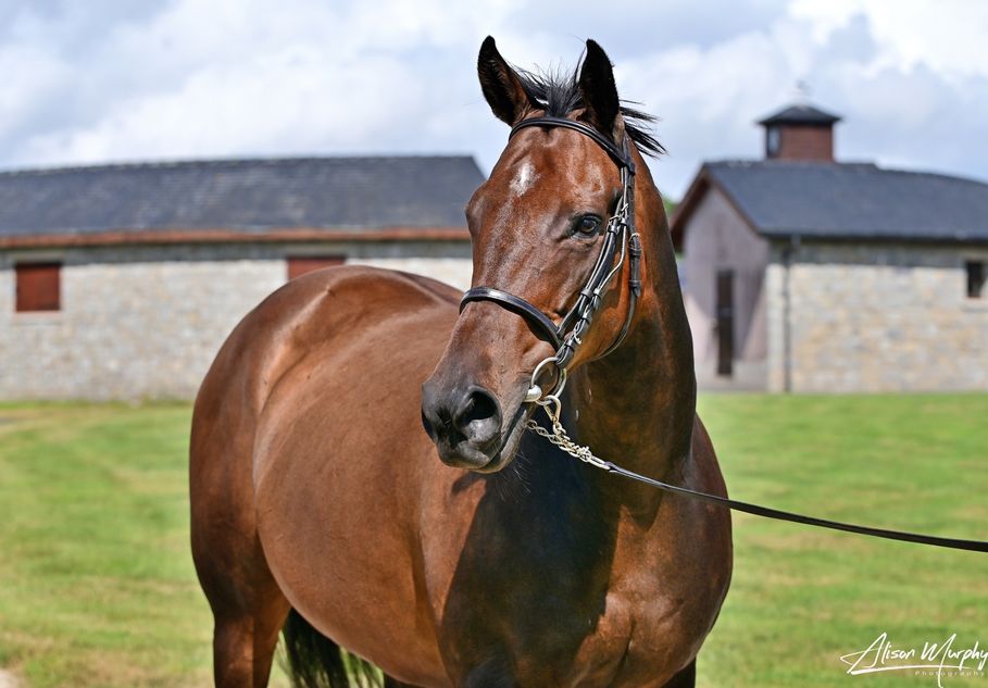 Ceistiu, dam of the exciting Merchant, to sell at the Goffs November ...