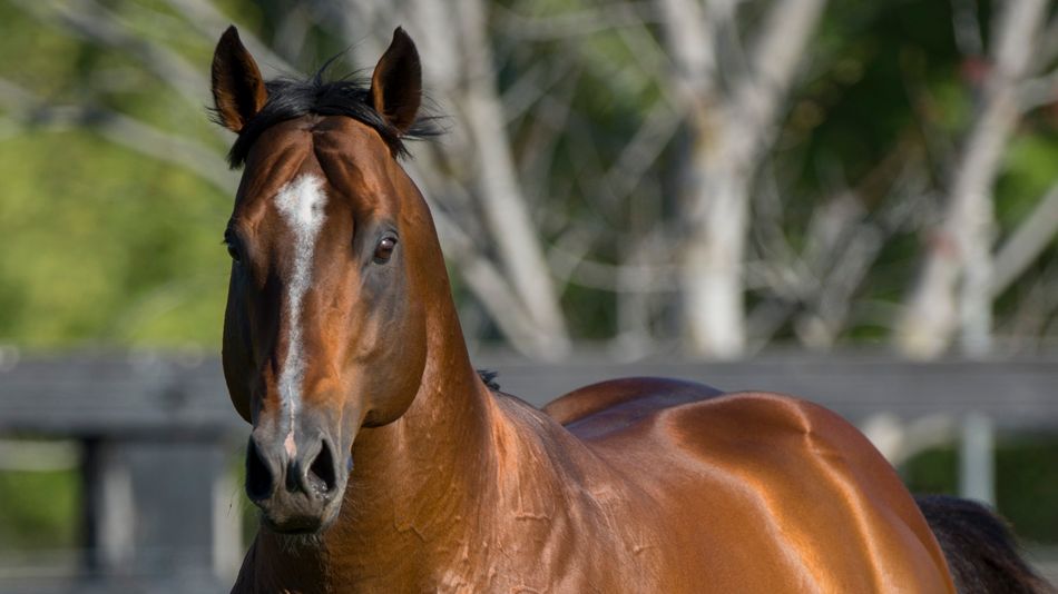 'He’s a perennial super stallion' - it's Snitzel’s Slipper again as ...