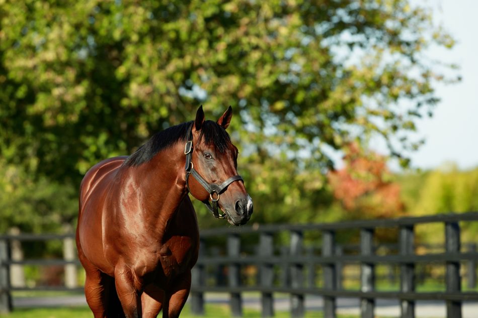 'The years to come are going to be great' - the €7,000 stallion who ...