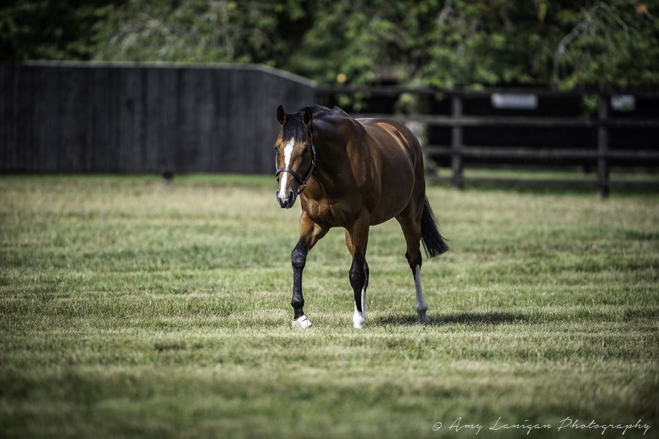 The stallion available for nothing - Phil Cunningham spreading free ...