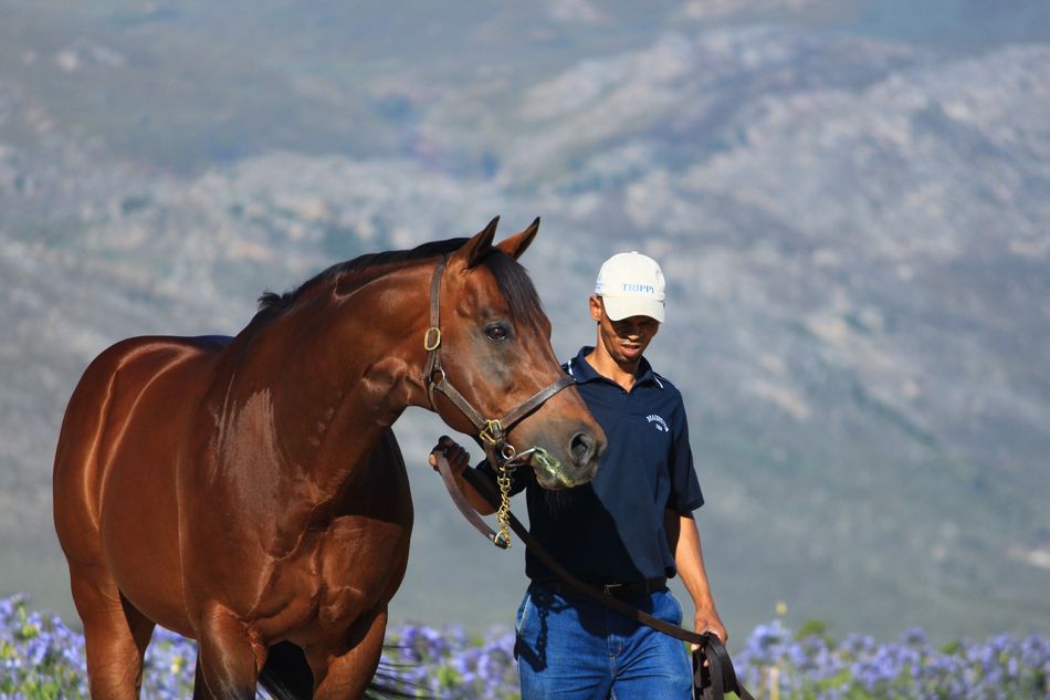'He's the most beautiful horse' - Drakenstein Stud's love story with ...