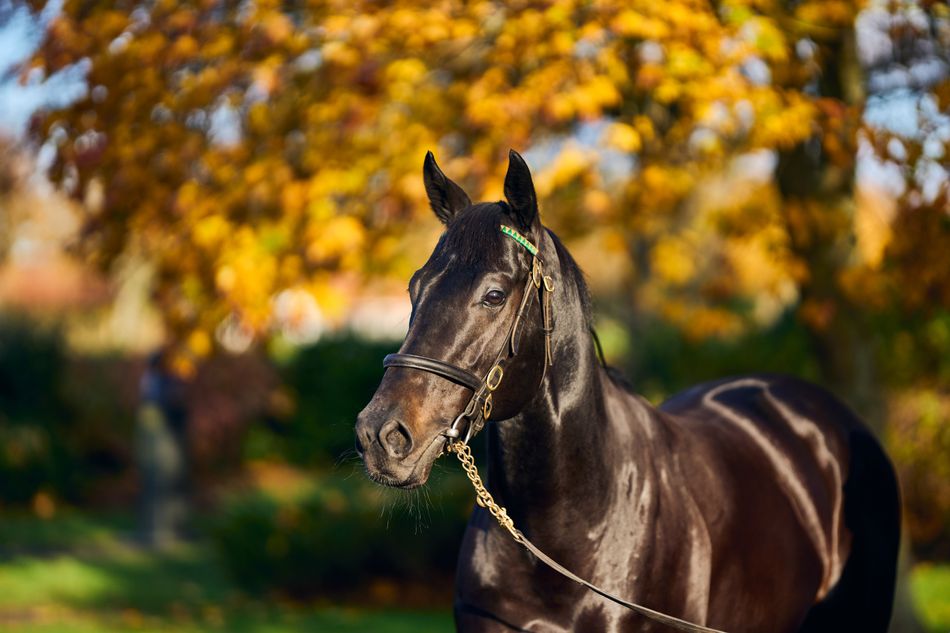 'His pedigree is phenomenal and will drastically improve any mare' - behind the scenes at the ...