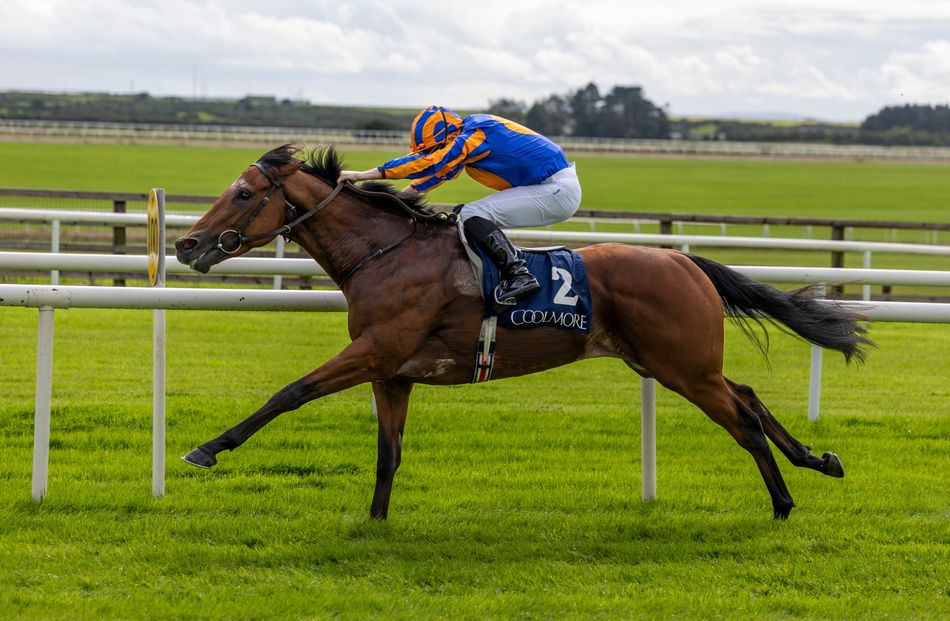 Henry Longfellow provides a glimpse of Coolmore's future at the Curragh ...