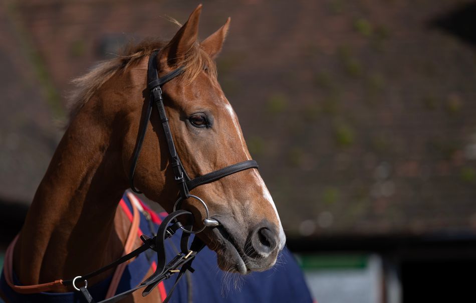 Six last-time-out winners bid to join See More Business and Inglis ...