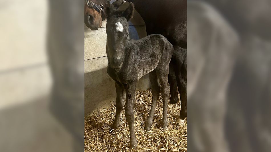 'A ringer for his daddy' - first foal arrives for Springfield House ...