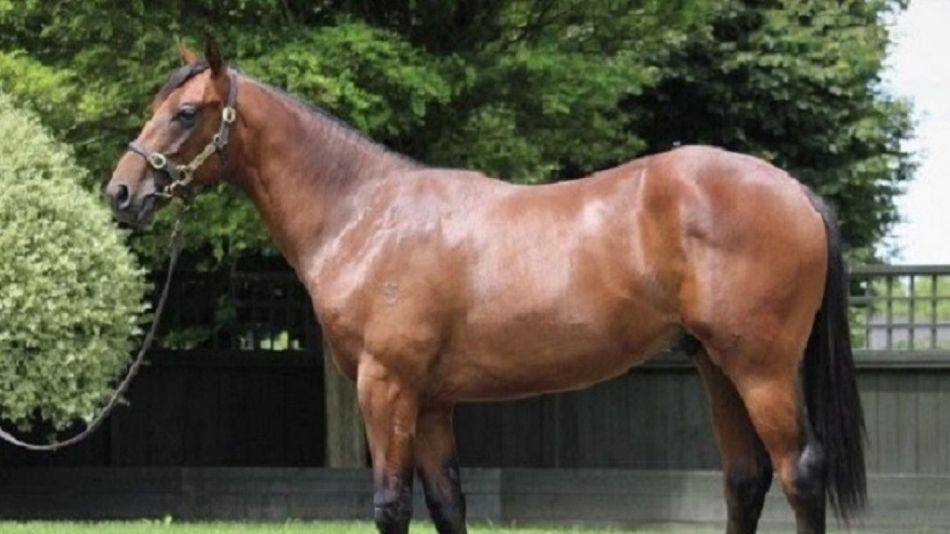 $625,000 Savabeel 'ripper' lights up opening day of NZB Karaka Yearling ...