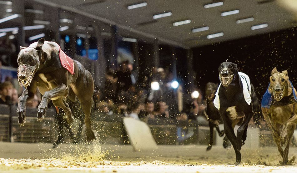 New Destiny does it again with another Romford masterclass | Racing Post