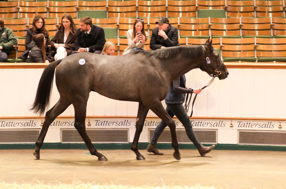 'We've all been very excited' - Maywood Stud's Kelly Thomas filled with ...