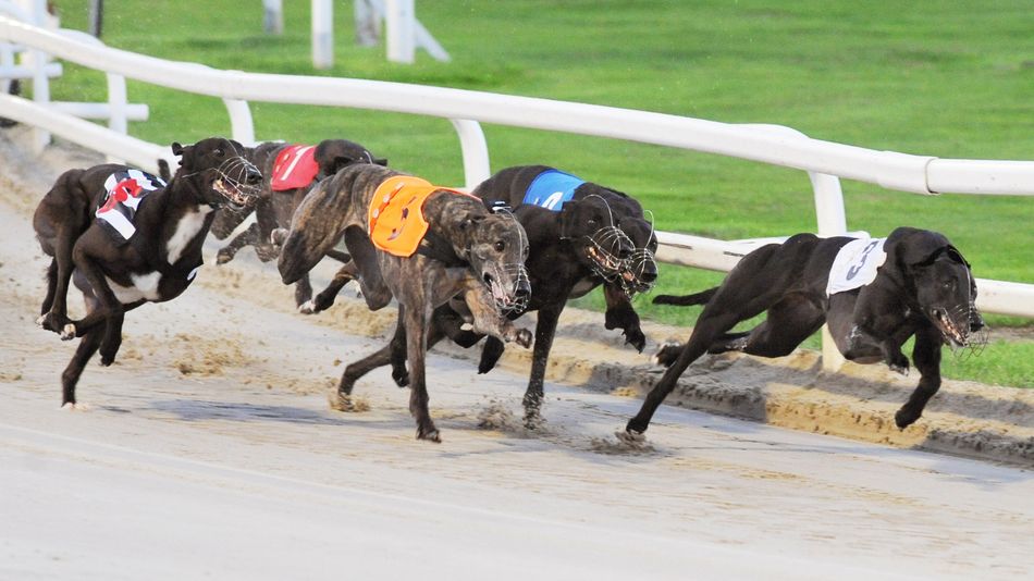 'A dirty backroom deal' - Greyhound Board hits out at 'cynical ...