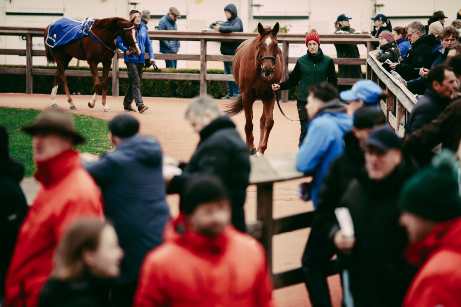 Sam Sangster bags the well-bred Invaluable for €121,000 at Arqana ...
