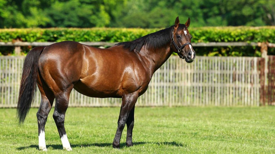 Cable Bay off the mark at the highest level as son Uncommon James shows ...