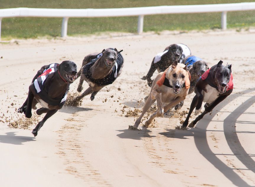 Brothers odds-on for more Juvenile success | Racing Post