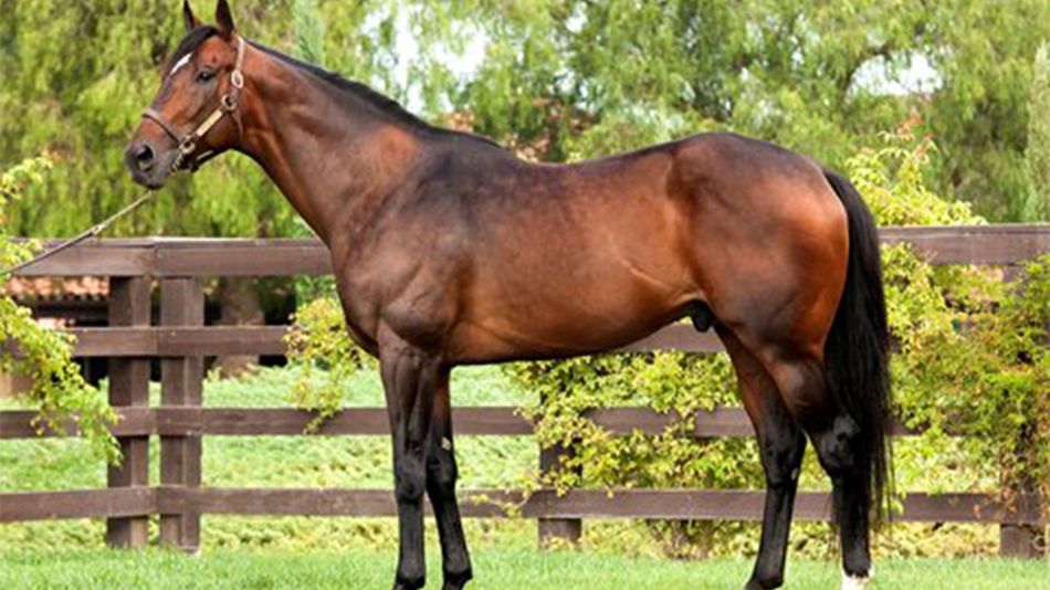 Grade 1-winning millionaire stallion to stand for free in 2024 | Racing ...