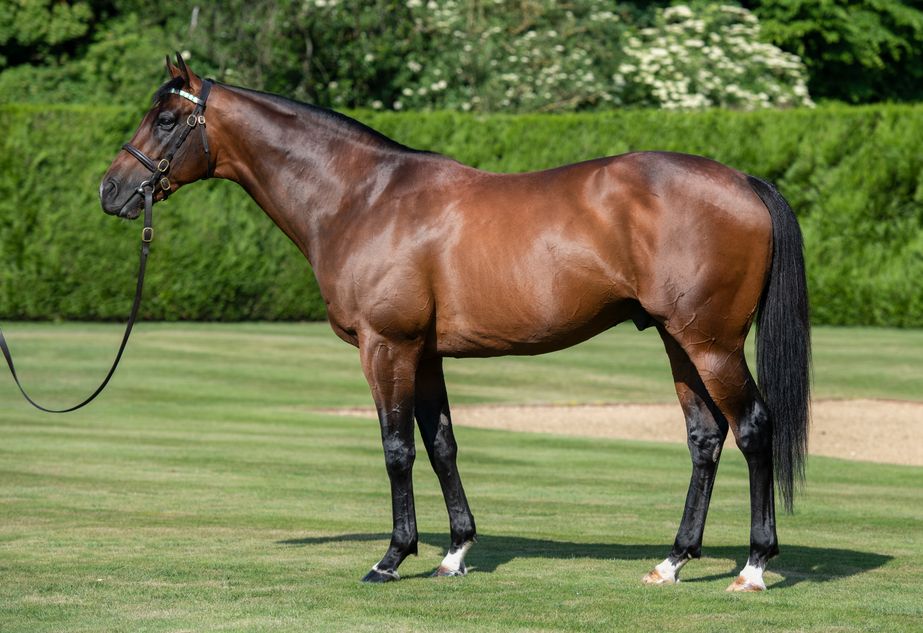 'He's a very good-looking correct stallion' - Expert Eye sold to stand ...