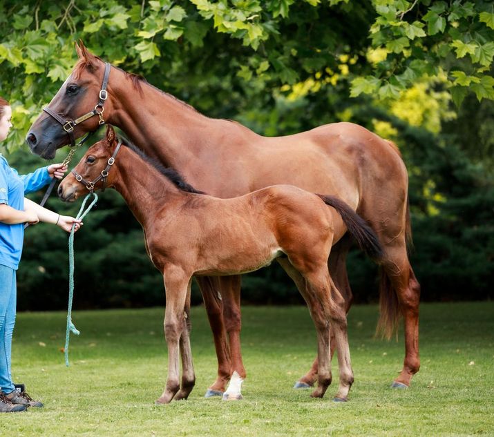 Coronation winner Cercene's half-sister to be offered for sale via ...