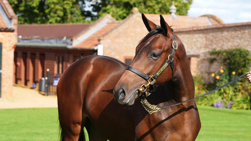 ‘You’re like a rabbit in the headlights! - Kildaragh Stud kickstarts ...