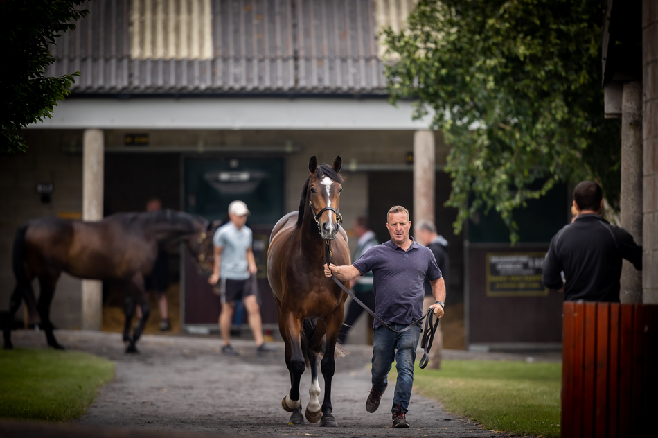 Winds of success swirling around Tattersalls Ireland as Derby Sale gets ...