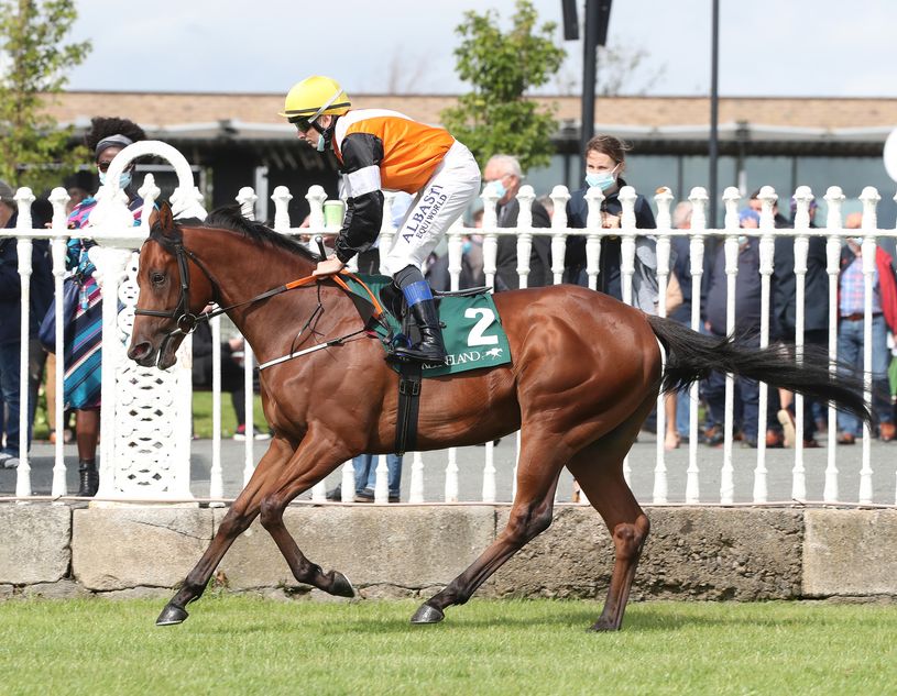 Capital Stud sets 2024 fees for new recruit Castle Star and Alkumait ...