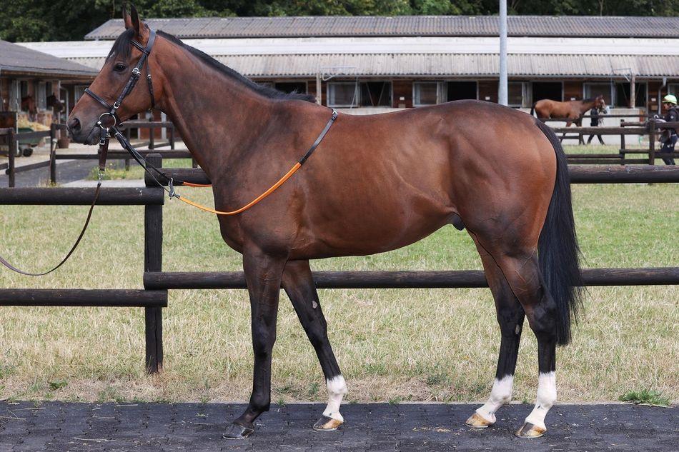 Milton Harris claims €62,000 Western Soldier at BBAG online event ...